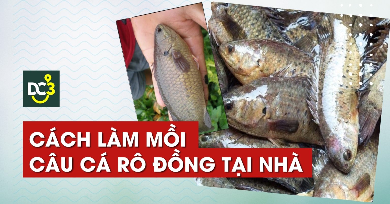 Cách Làm Mồi Câu Cá Rô Đồng Tại Nhà - 2026